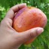 Trinidad and Tobago Mangos | National Mango Board