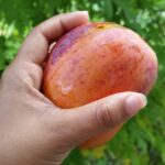 Trinidad and Tobago Mangos | National Mango Board