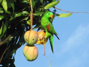 What Animals Eat Mangos | National Mango Board