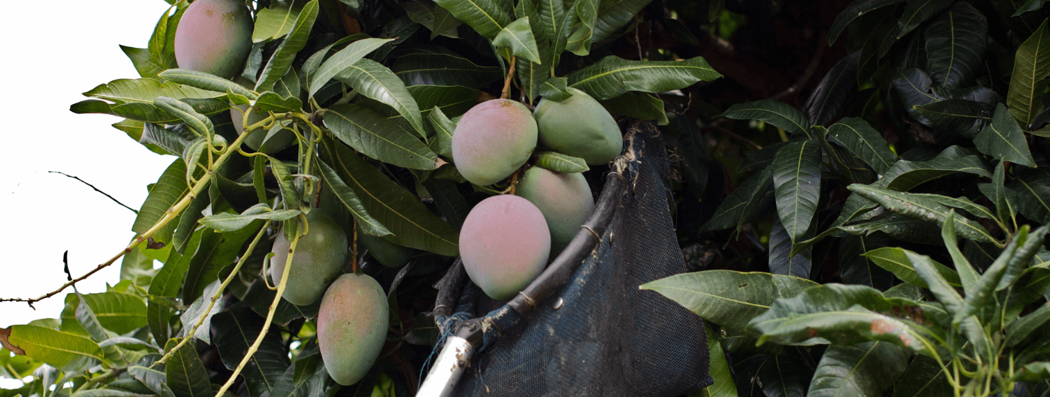 About the NMB - How the National Mango Board Works