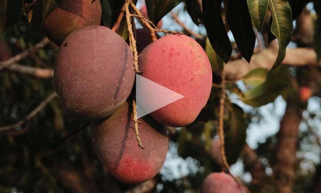 Origin Stories - Mango.org