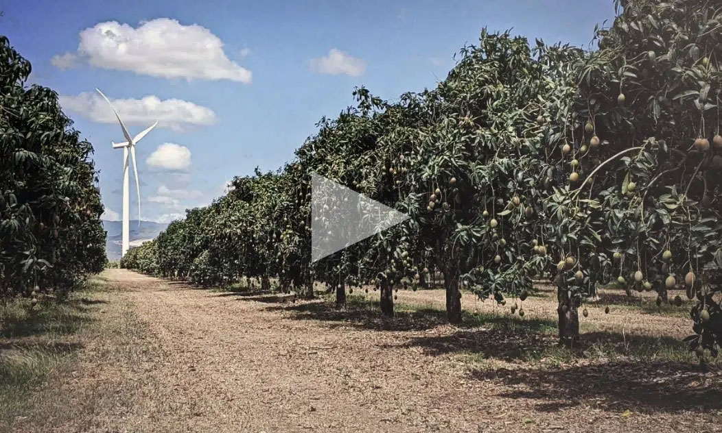 Origin Stories - Mango.org