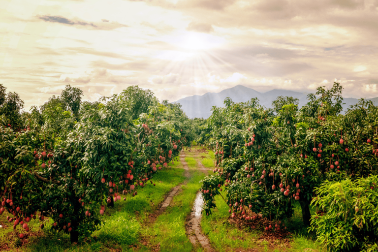 Learn About Mango Fruit - Facts, Nutrition, & More | Mango Board